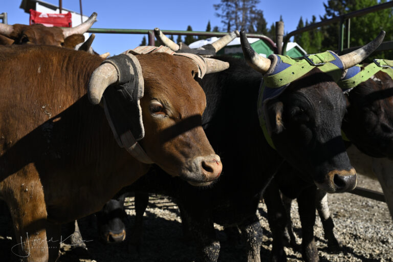 Gallery – West Yellowstone Rodeo