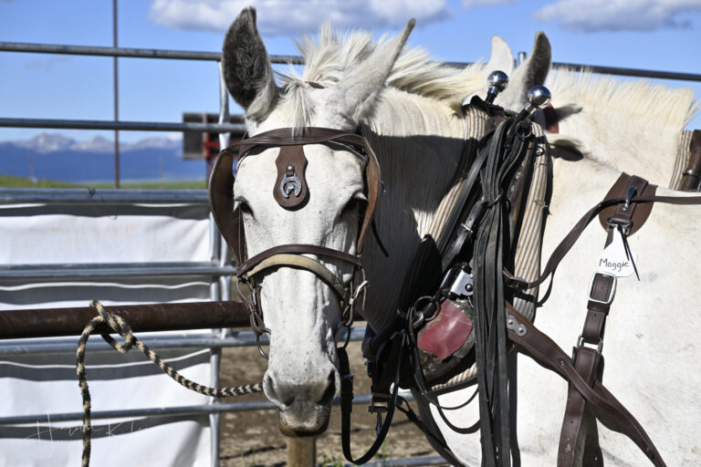 Gallery – West Yellowstone Rodeo
