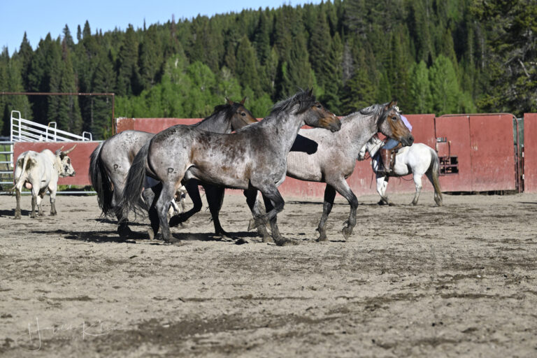 Gallery – West Yellowstone Rodeo