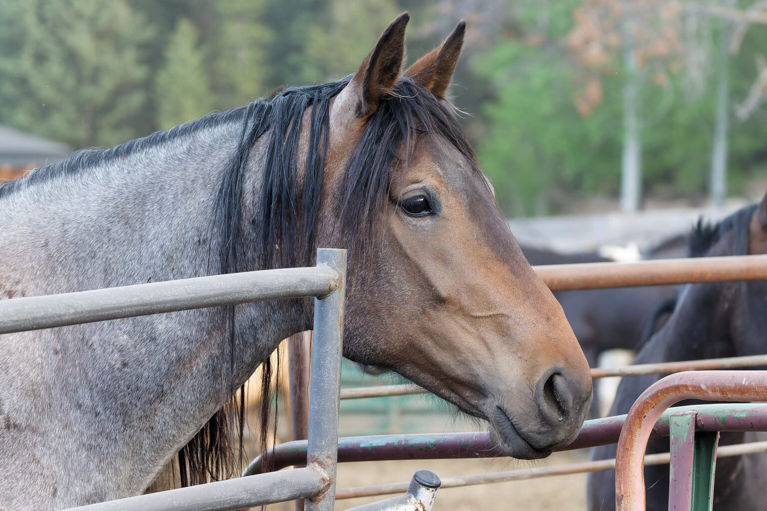 Gallery – West Yellowstone Rodeo