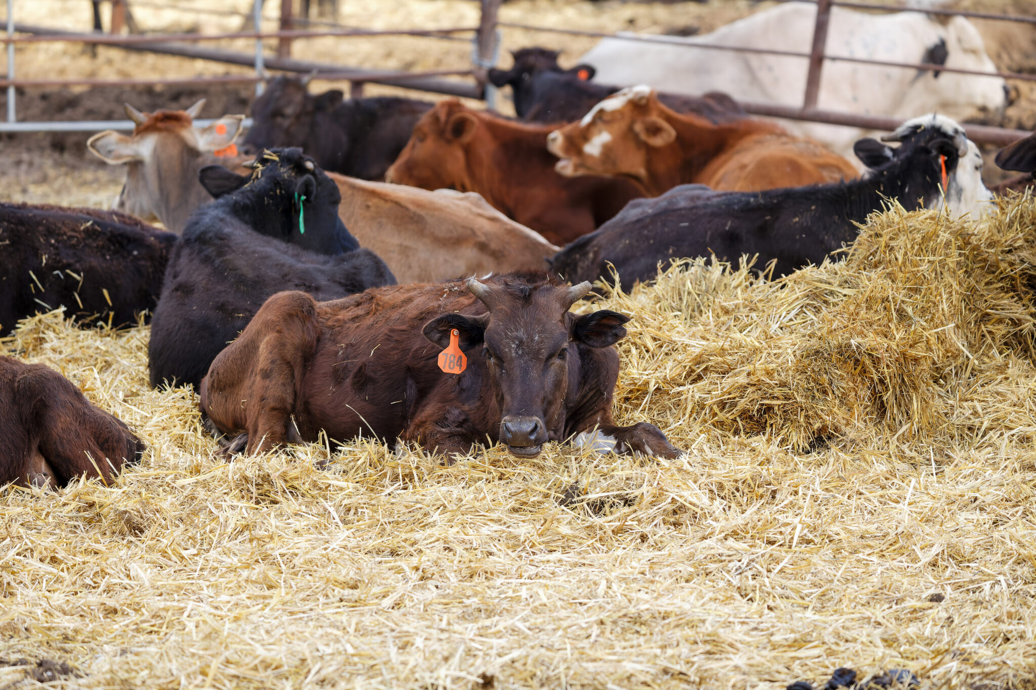 Gallery – West Yellowstone Rodeo
